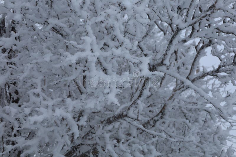Close Up of a Freezing Tree with Snowcovered Branches Stock Photo ...