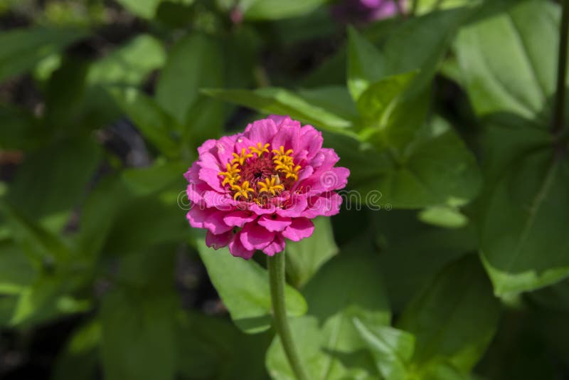 Close Up of a French Rose at Amsterdam the Netherlands 2019 Stock Photo ...