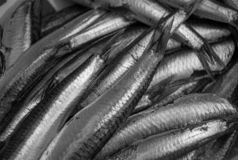 Silver anchovies stock photo. Image of eyes, anchovy - 17526190