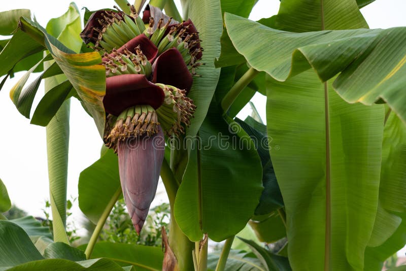 Close Up Fresh Banana Blossom on Banana Tree in the Garden Stock Image ...