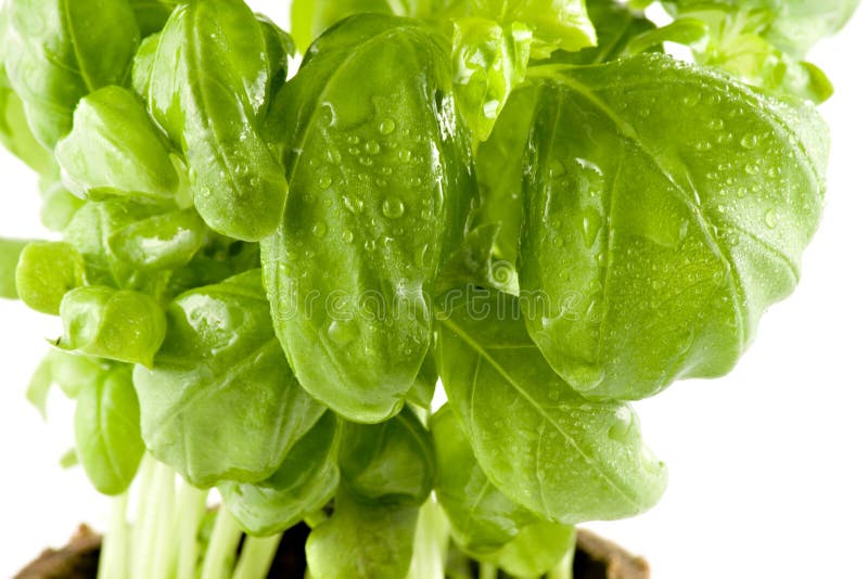 Close-up of a Fresh Basil Isolated Stock Photo - Image of nature, bunch ...
