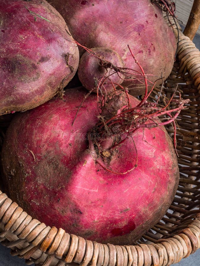 Basket with Beet Harvest from the Garden Stock Photo - Image of growth ...