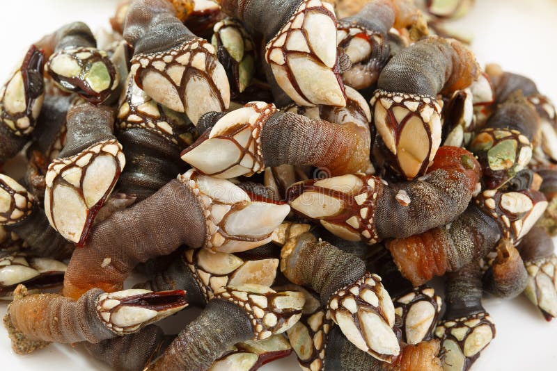 Close Up of Fresh Boiled Goosebarnacle Stock Image - Image of ...