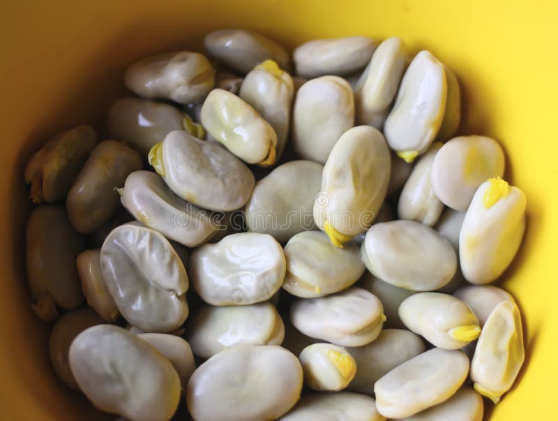A Close Up of Fresh Broad Beans. Stock Photo - Image of eating, food ...