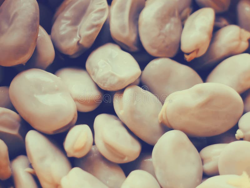 A Close Up of Fresh Broad Beans. Stock Photo - Image of healthy, broad ...