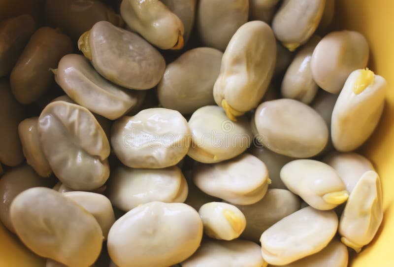 A Close Up of Fresh Broad Beans. Stock Photo - Image of diet ...