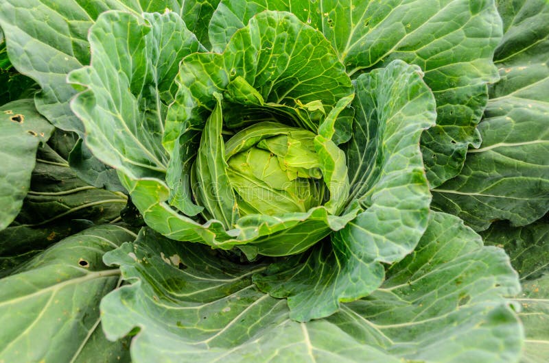 Close-Up of Fresh Cabbage stock image. Image of agriculture - 35953343