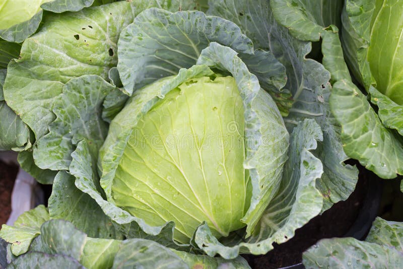 Close-up of Fresh Cabbage in the Vegetable Garden Stock Image - Image ...