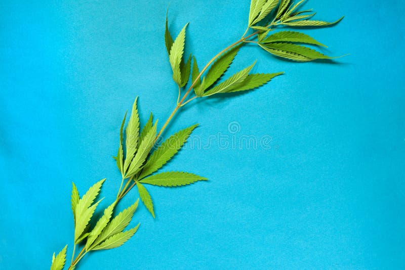 Close Up Fresh Cannabis Leaves on a Yellow Background Stock Photo ...