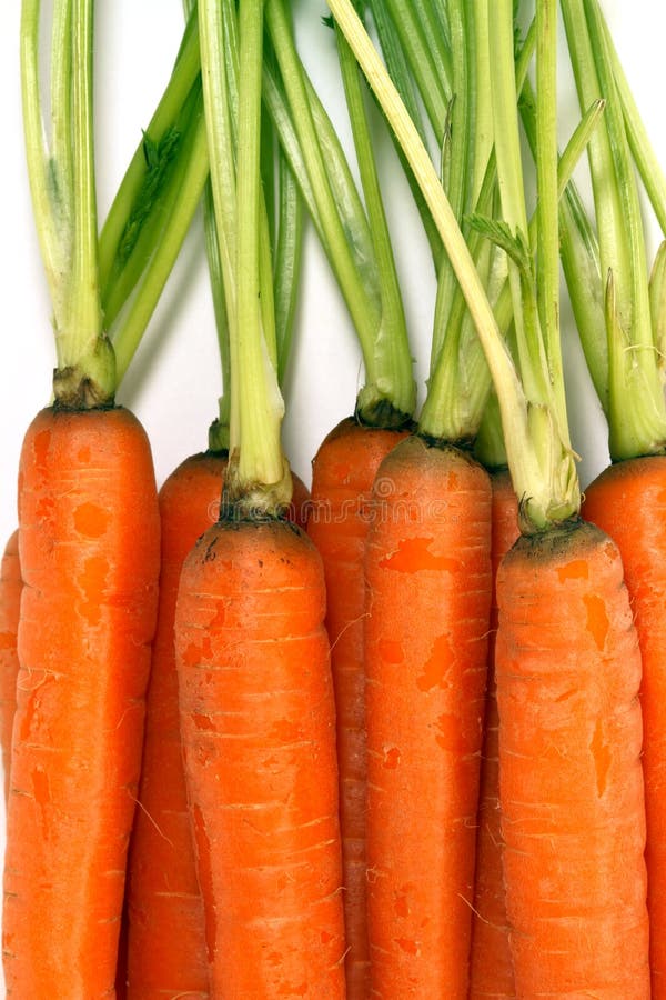 Carrots stock photo. Image of nutrients, health, nutrition - 619082