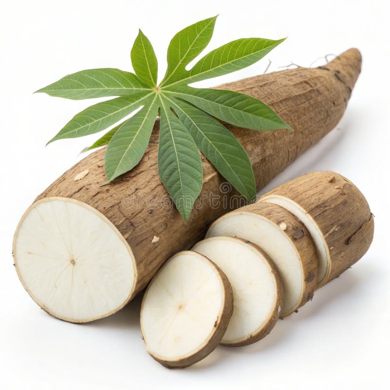 Close-up of Fresh Cassava Root with Leaves Stock Illustration ...