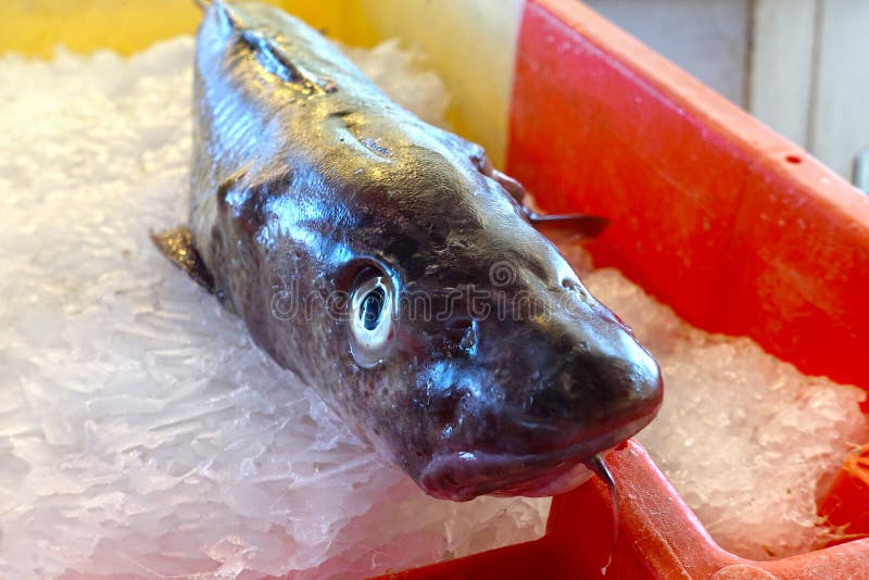 452 Dead Cod Fish Stock Photos - Free & Royalty-Free Stock Photos from ...