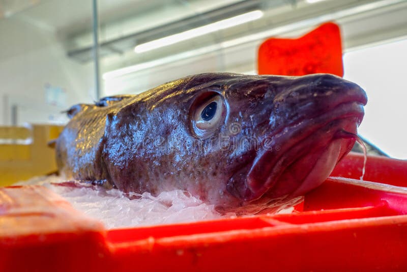 452 Dead Cod Fish Stock Photos - Free & Royalty-Free Stock Photos from ...