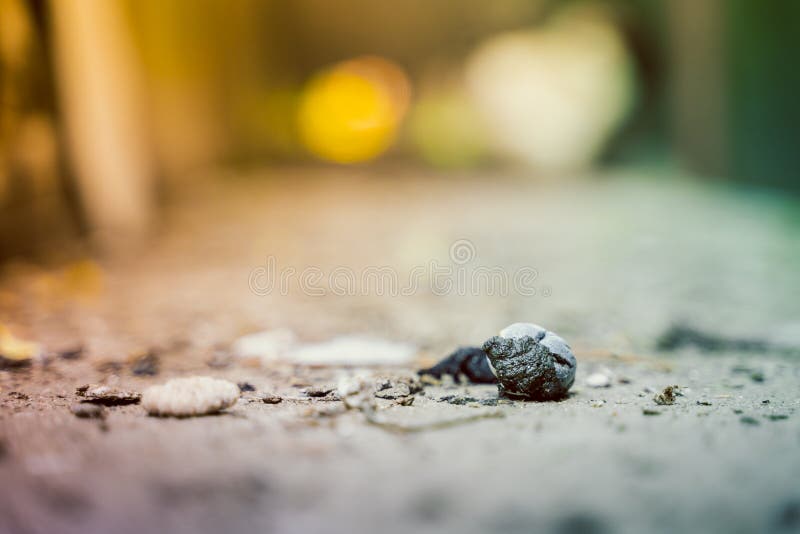 Fresh Chicken Poop Close-up. Litter of Domestic Chickens Stock Image ...