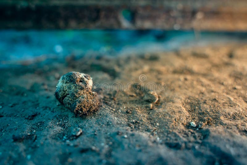 Fresh Chicken Poop Close-up. Litter of Domestic Chickens Stock Image ...