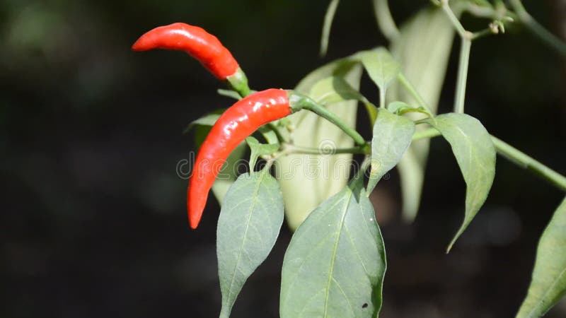 Chili on the Tree after Rain Shower Stock Footage - Video of wetleaves ...