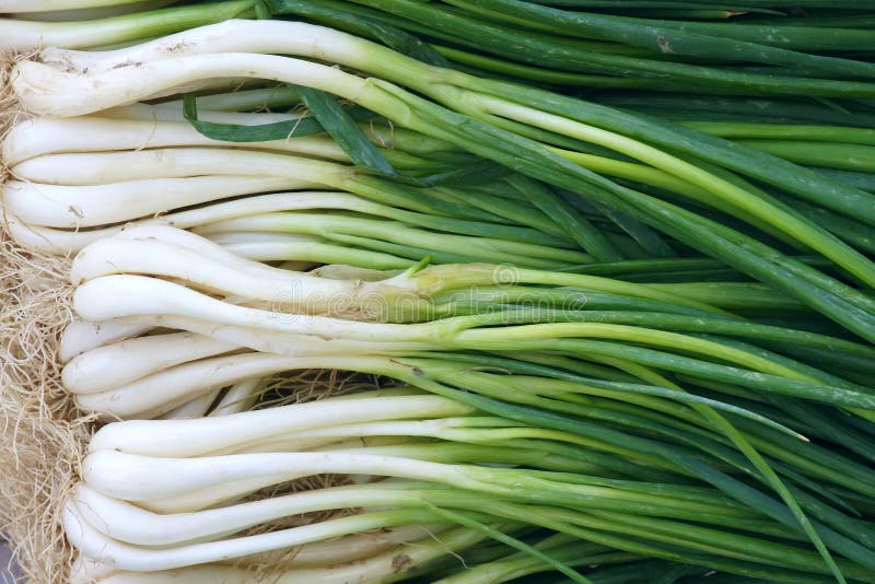 Chive stock image. Image of allium, vegetable, chive - 30287359