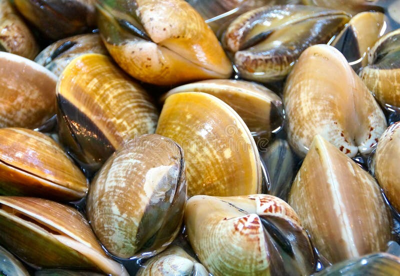 Close up of fresh clams stock photo. Image of abundance - 37566892