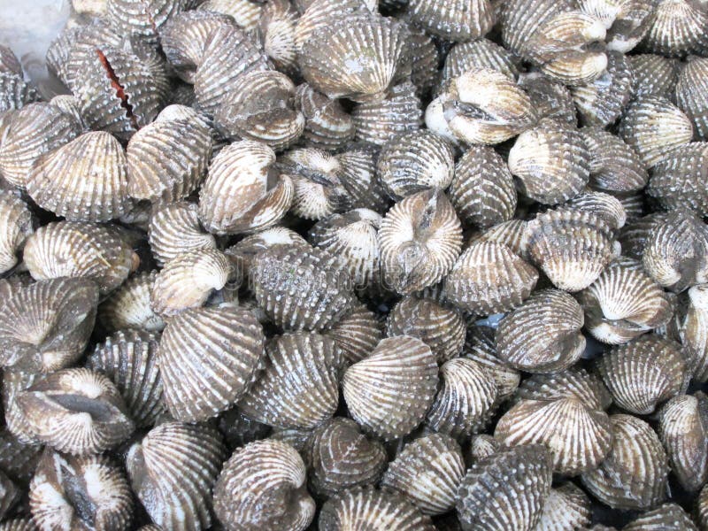 Close up of fresh cockle stock image. Image of shell - 38754283