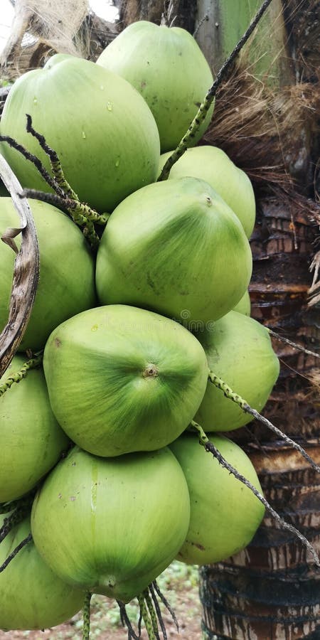 Close up of fresh coconut stock image. Image of vitamin - 154395807