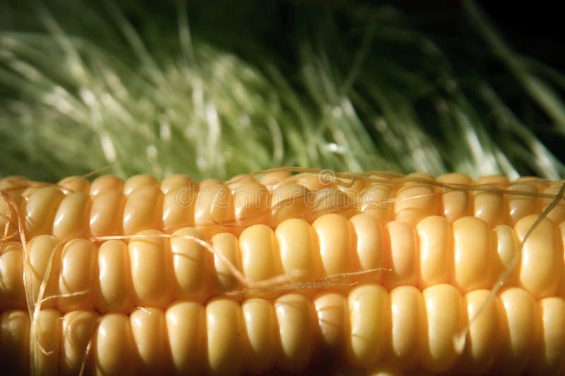 Close-up fresh corn stock image. Image of delicious, concept - 20726955