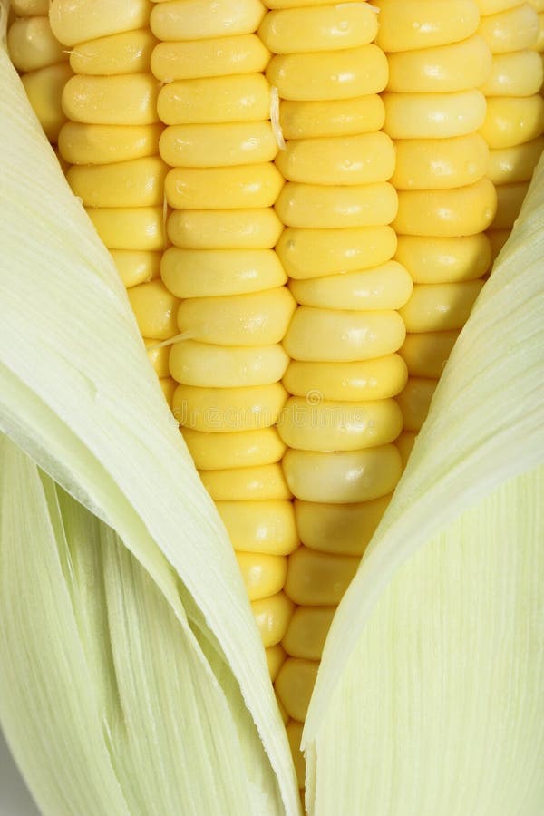 Close up fresh Corn stock image. Image of grain, vegetable - 32908797