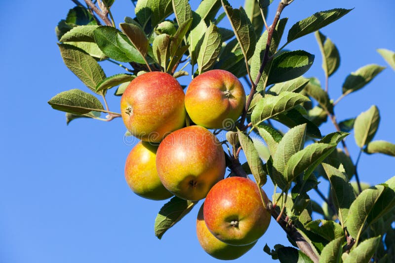 Close-up of Fresh Crisp Apples Stock Image - Image of nature, closeup ...