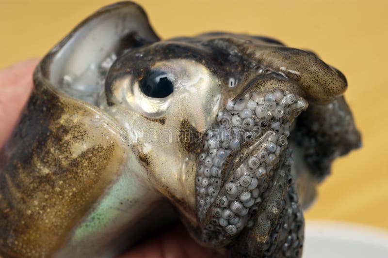 Cuttle fish skin texture stock photo. Image of nutritious - 13143004