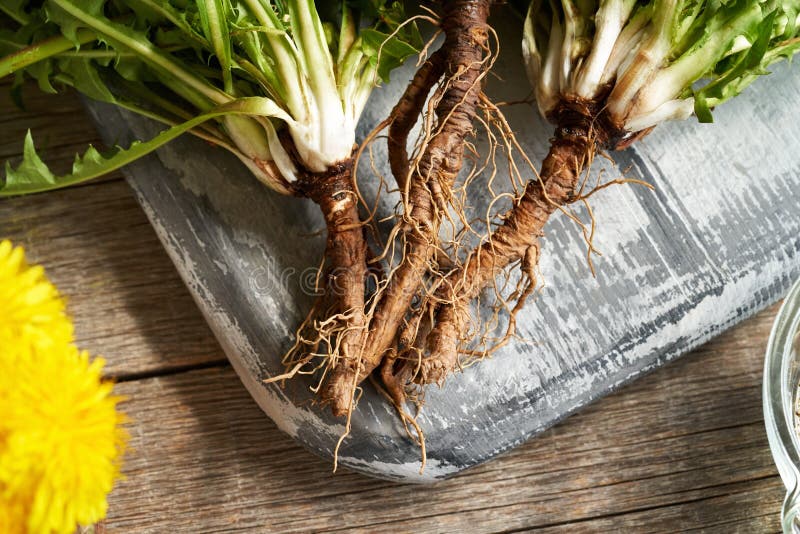 Close Up of Fresh Dandelion Root Stock Photo - Image of taraxacum ...