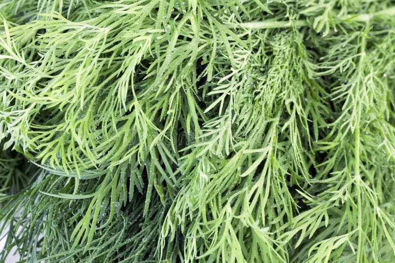 Close Up Fresh Dill stock photo. Image of food, spice - 17631734