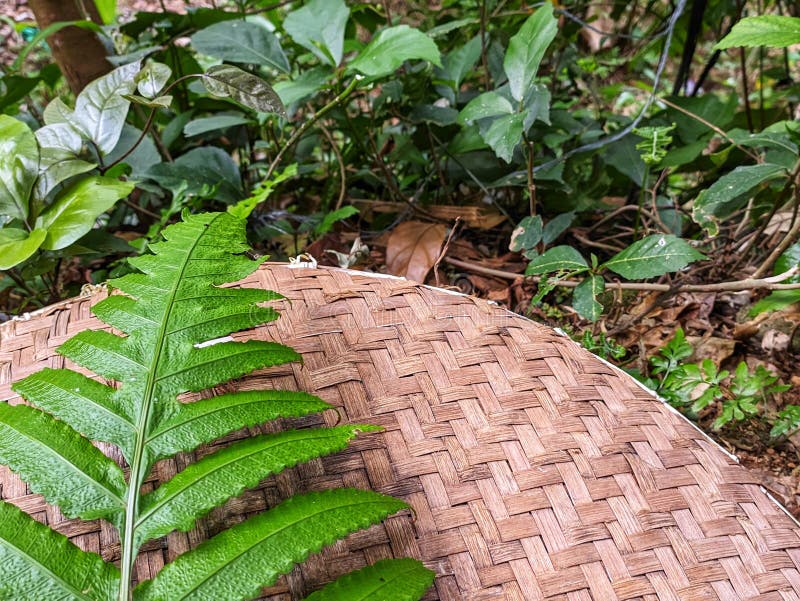 Close Up Fresh Fern Leaf Bamboo Weave Background Stock Photos - Free ...