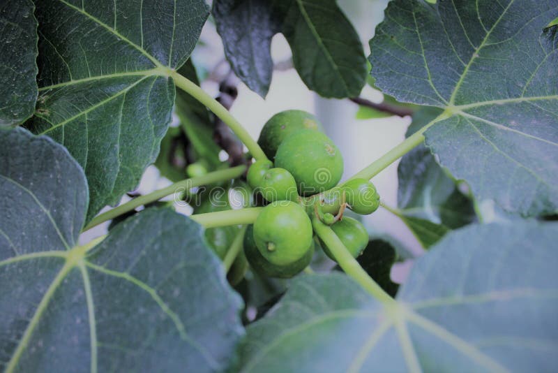 Close-up of Fresh Figs on the Tree with Leaves Stock Photo - Image of ...
