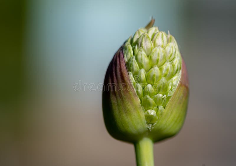 Close Up of a Fresh Flower Bud Opening in the Park Stock Photo - Image ...