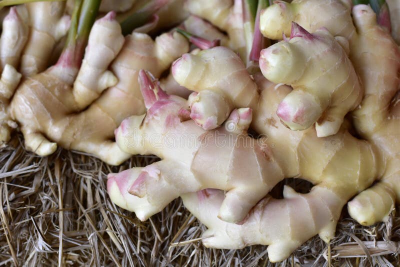 Close-up of Fresh Ginger. Harvest Ginger Root on Field Agricultural ... Close-up of Fresh Ginger. Harvest Ginger Root on Field Agricultural ...