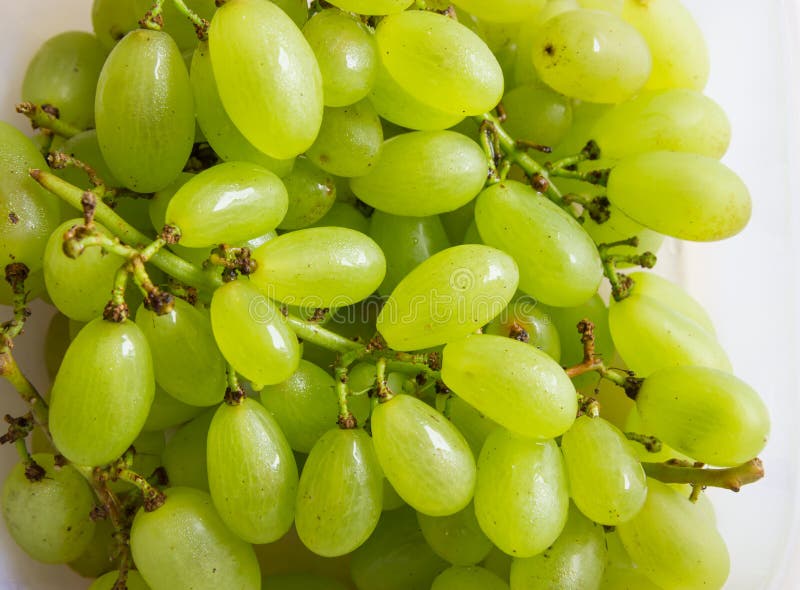 Close-up of fresh grape stock photo. Image of autumn - 39049338