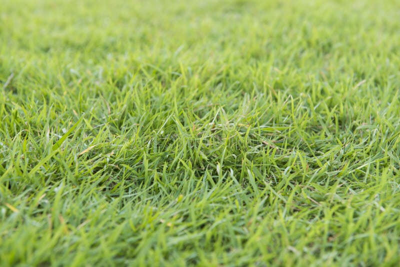 Close up of fresh grass stock image. Image of field, background - 65399401
