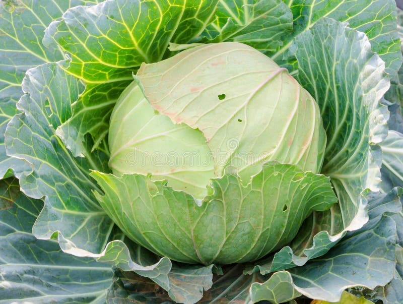 Close-up of Fresh Green Cabbage in the Vegetable Garden Stock Image ...