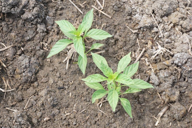 Fresh Green Chili Tree in Nature Garden Stock Image - Image of leaf ...