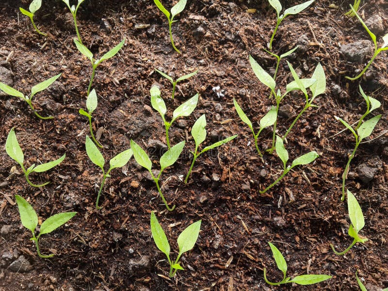 Fresh Green Chili Tree in Nature Garden Stock Photo - Image of green ...