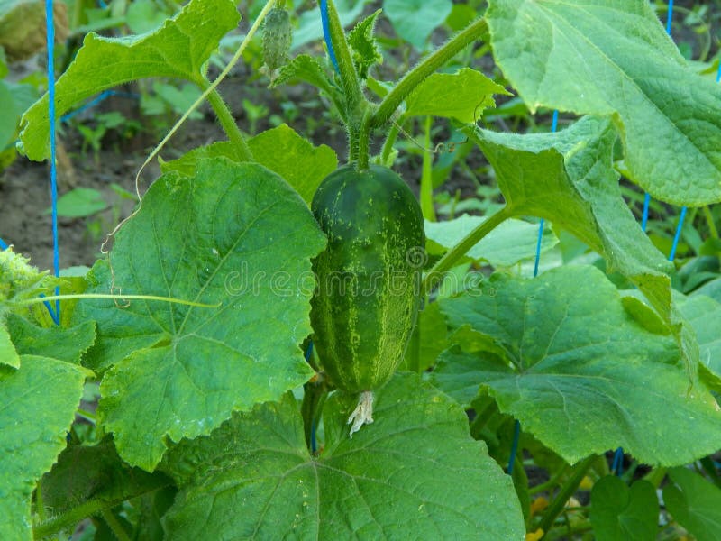 Close-up of a Single Fresh Green Cucumber Hanging on the Vine with ...