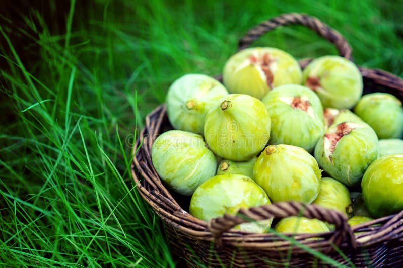 Fresh Green Figs with Green Leaves in a Wicker Basket Stock Image ...