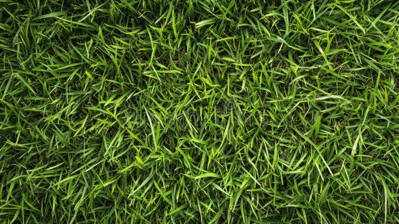 Close-up of Fresh Green Grass with Sharp Blades in a Natural Texture ...