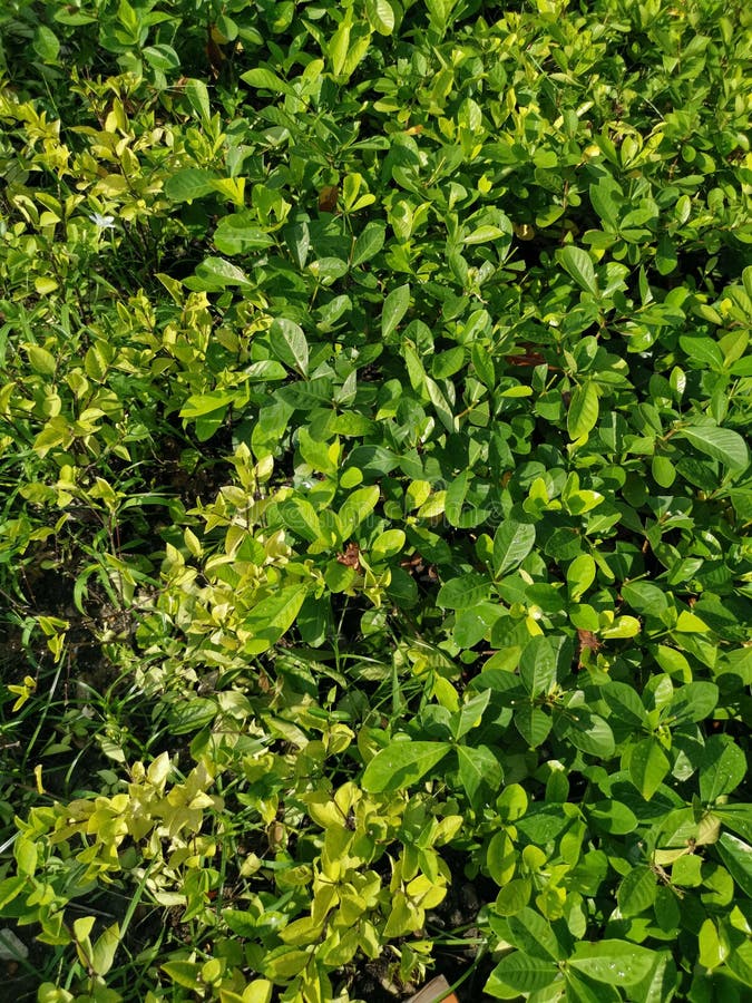 Close-up of Fresh Green Hedge Stock Image - Image of friendly, nature ...