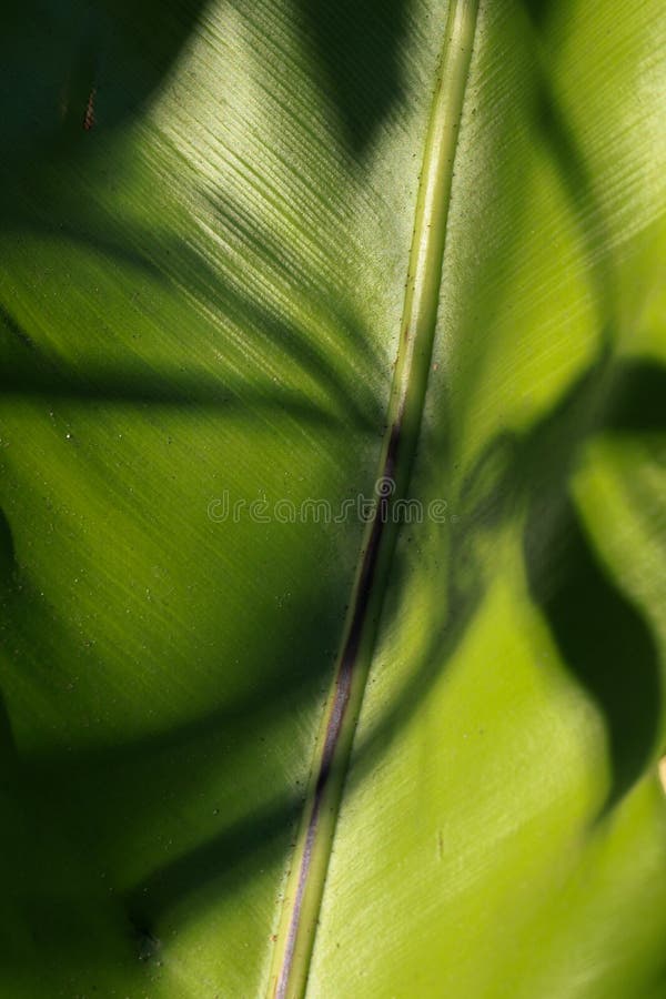 Beauty of Nature stock photo. Image of ecological, background - 215220822