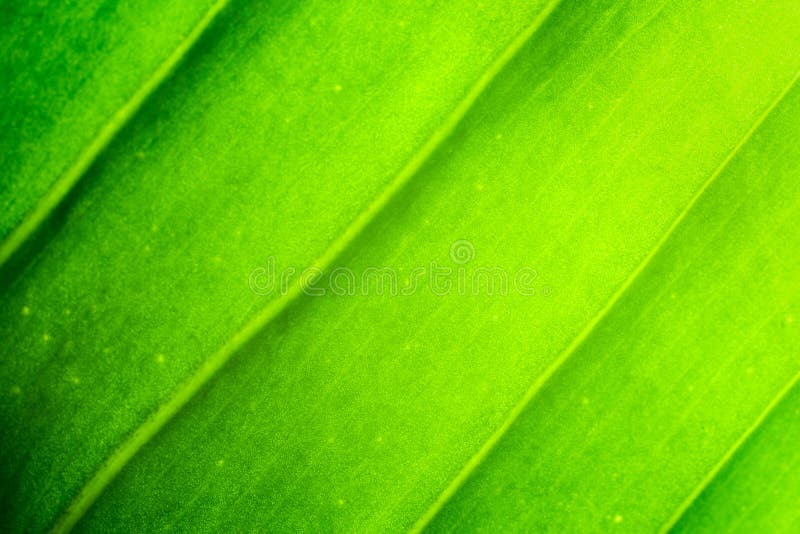 Close Up of Fresh Green Leaf Texture Stock Image - Image of leaf, light ...