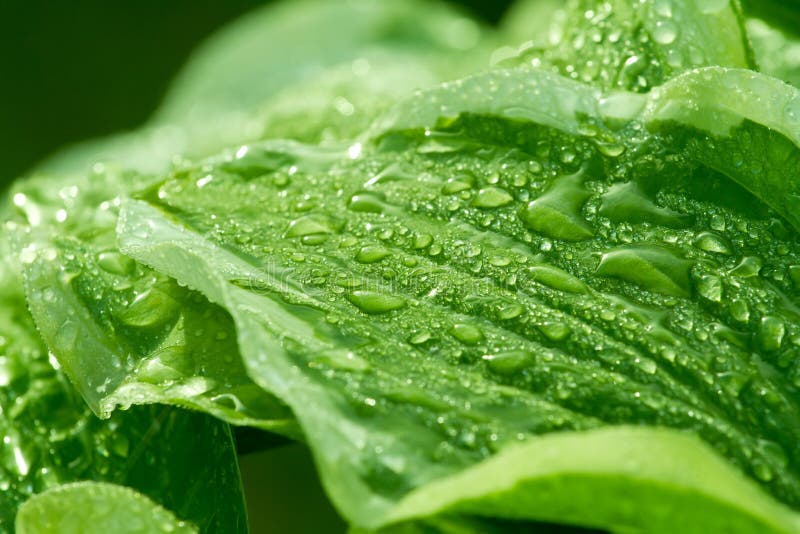 Fresh and green leaves stock image. Image of closeup - 112687275