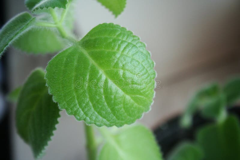 Fresh green mint stock photo. Image of green, herbal - 179630052