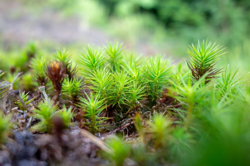 Fresh green moss in forest stock photo. Image of surface - 177527006
