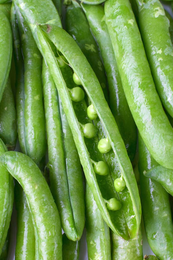 Close-up of Fresh Green Pea Pods with Water Drops. Stock Photo - Image ...