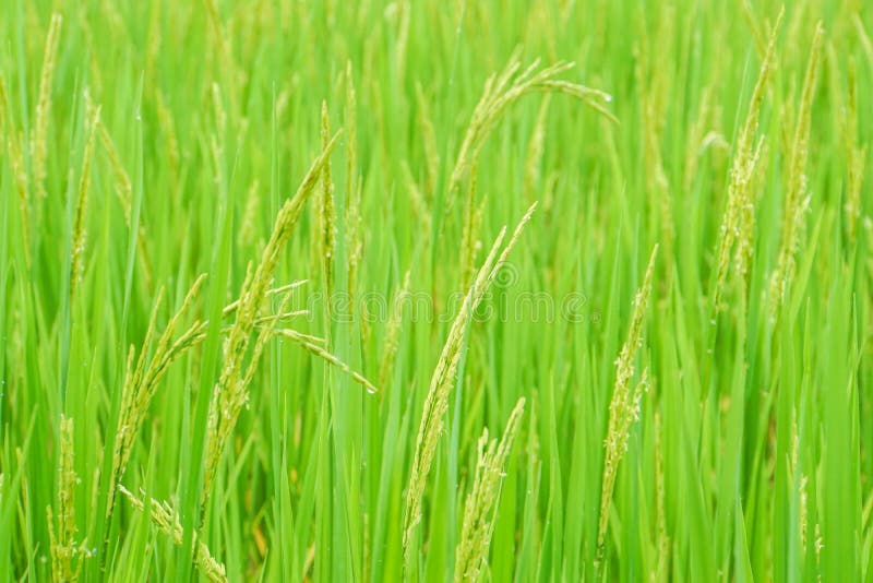 Close Up Fresh Green Rice Plants Stock Image - Image of fresh, farming ...